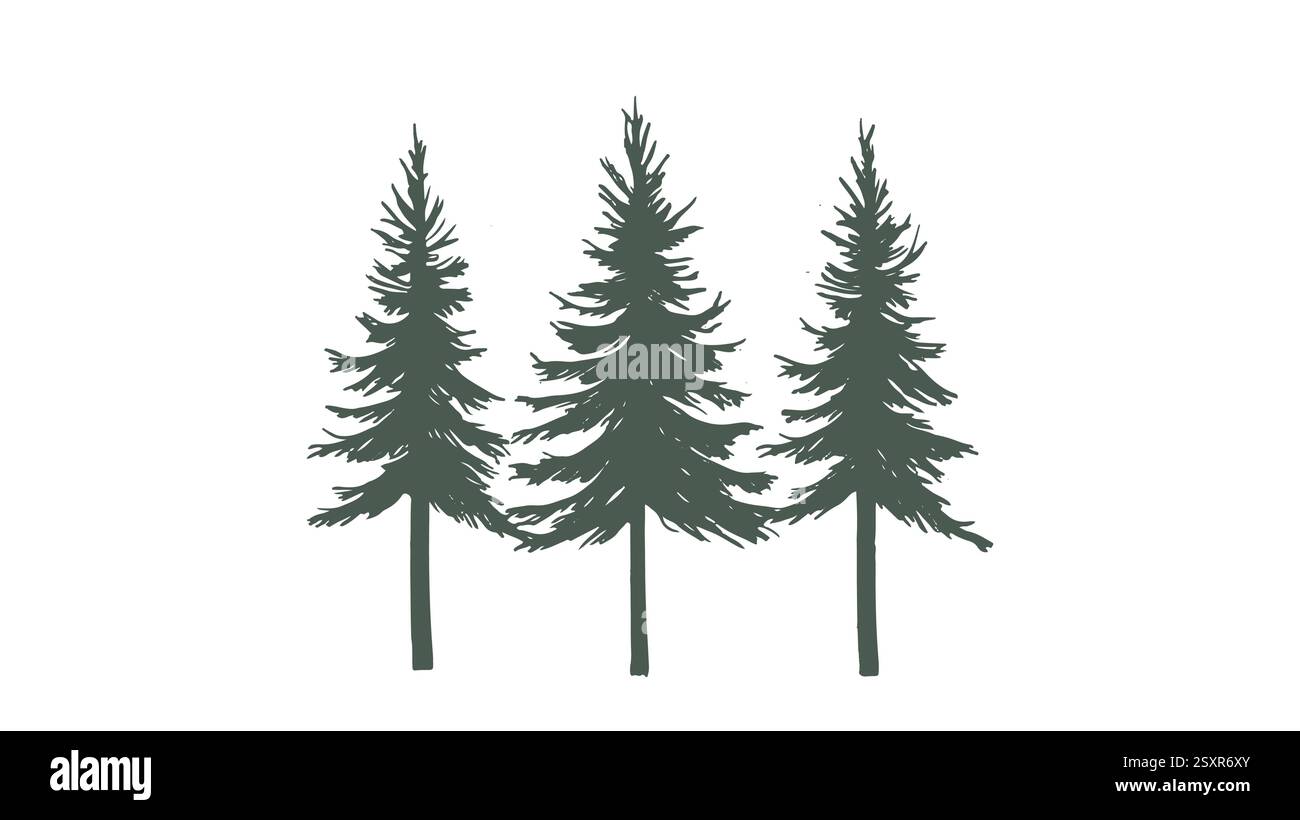 Three evergreen spruce trees. Dark green branches with natural texture ...