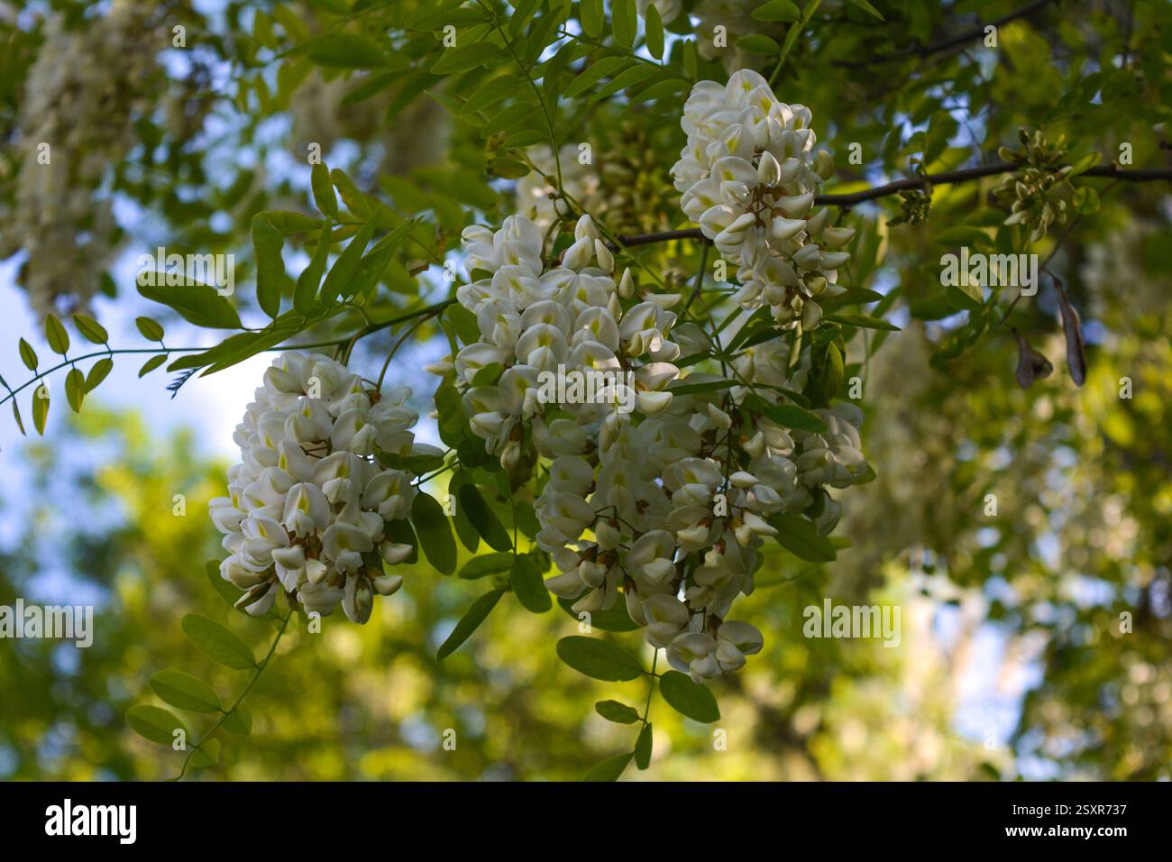 Tree blossom, Robinia pseudoacacia, black locust Stock Photo - Alamy