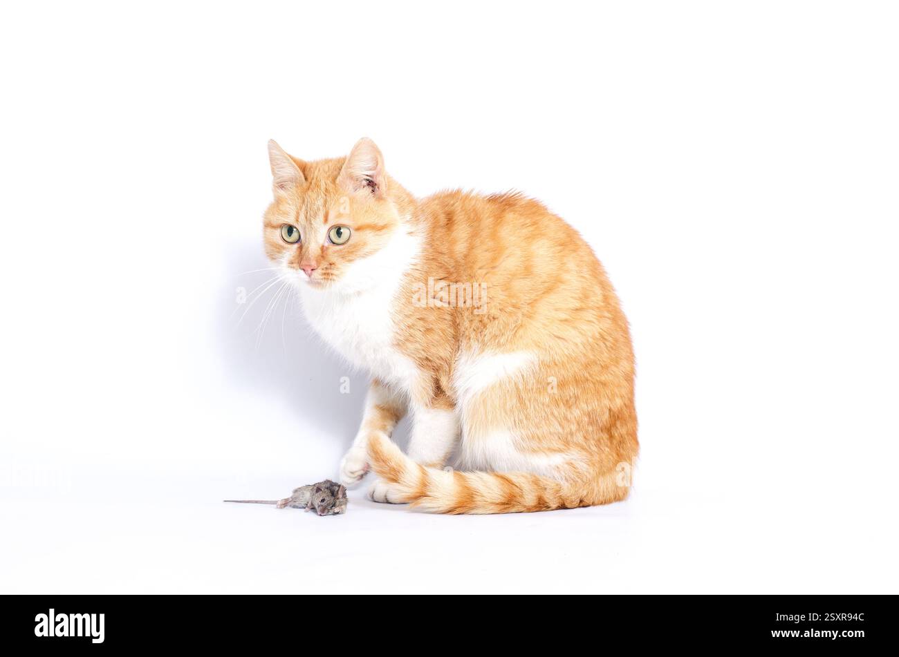 red pet cat playing with a gray mouse on a white background Stock Photo ...