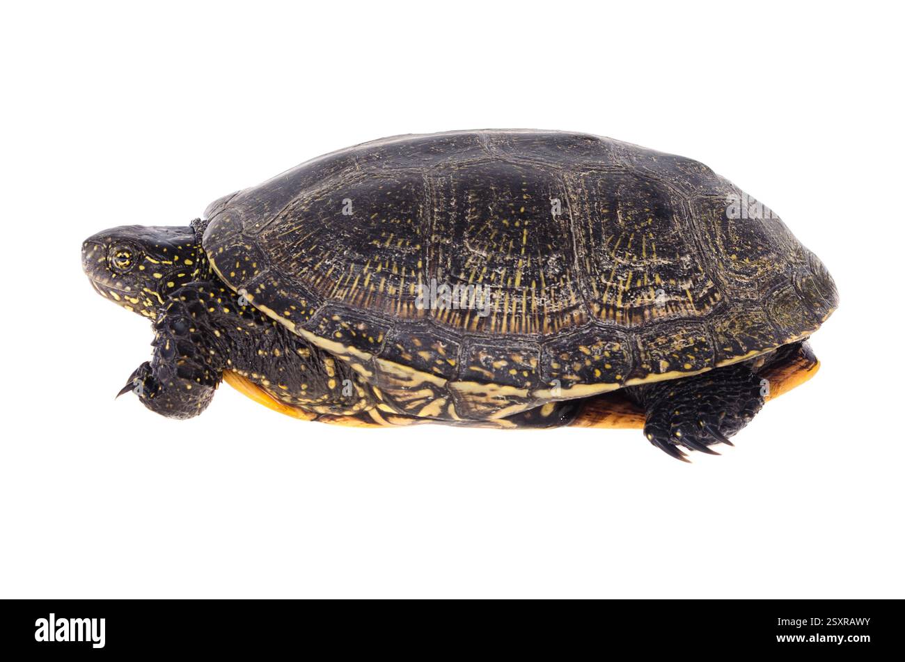 reptiles swamp turtle in its shell on a white background Stock Photo ...