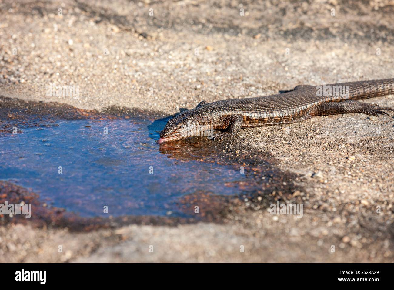 Africa wildlife animals hi-res stock photography and images - Alamy