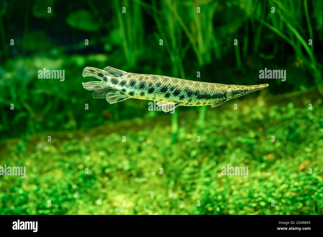 Cuban Gar, Atractosteus tristoechus Stock Photo - Alamy