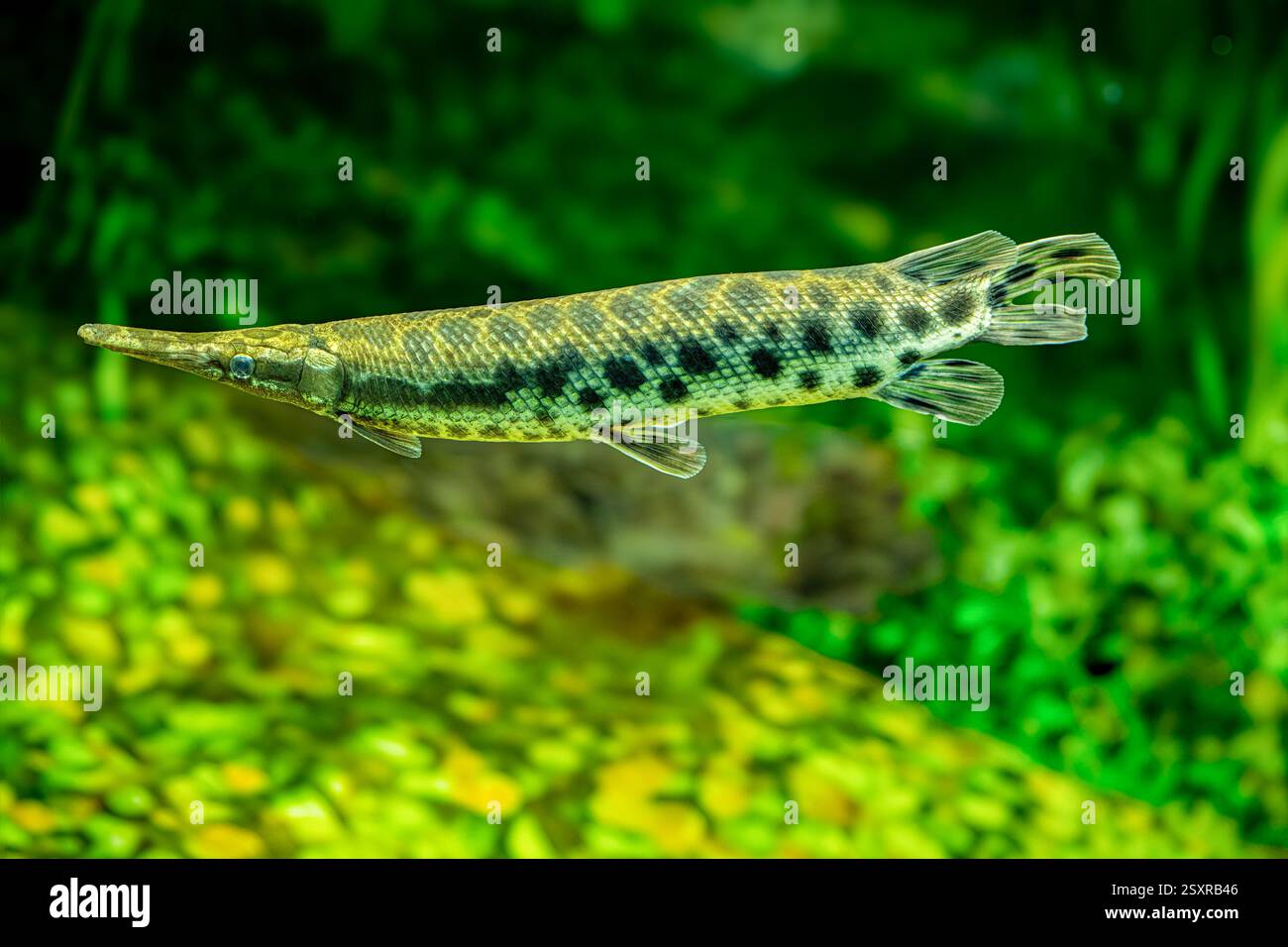 Cuban Gar, Atractosteus tristoechus Stock Photo - Alamy