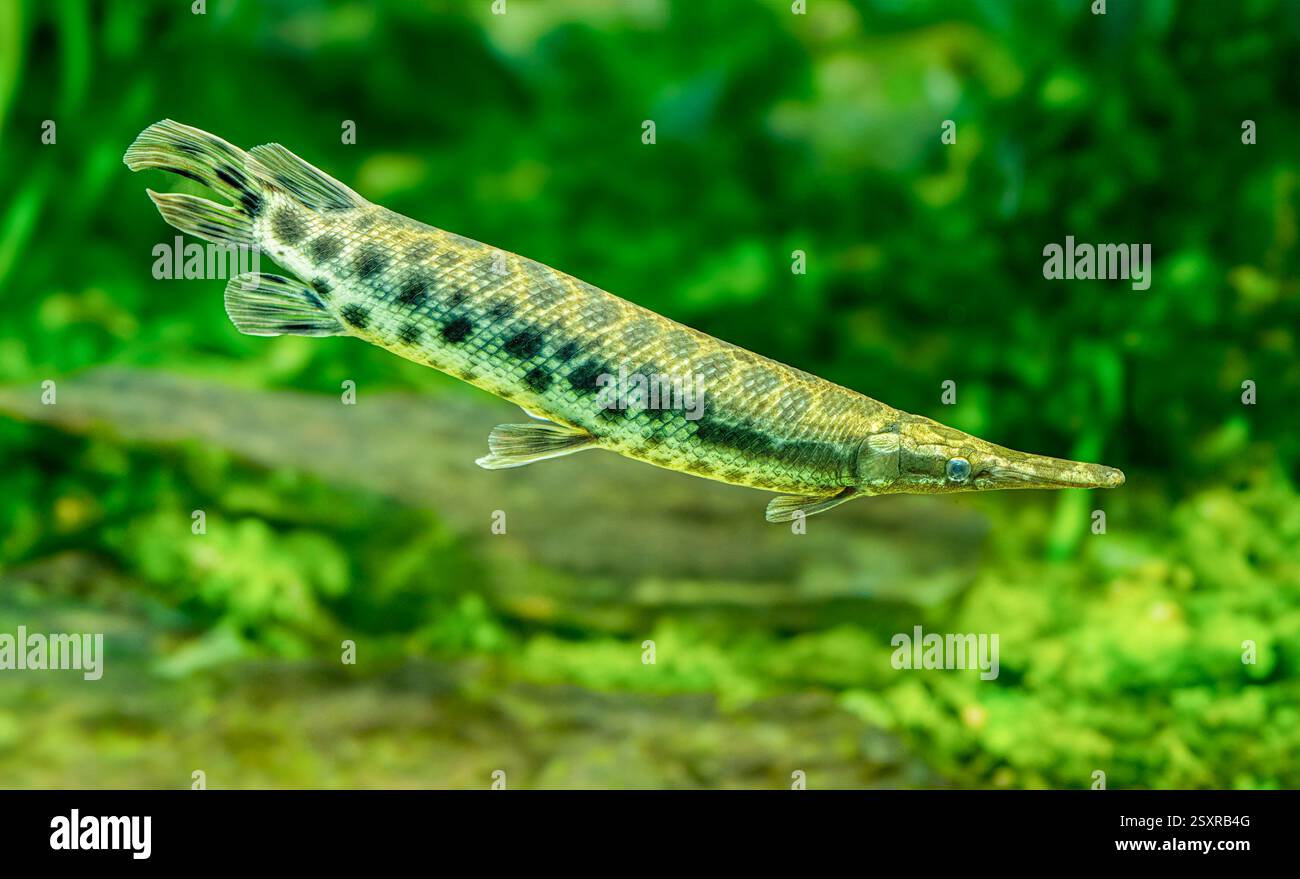 Cuban Gar, Atractosteus tristoechus Stock Photo - Alamy
