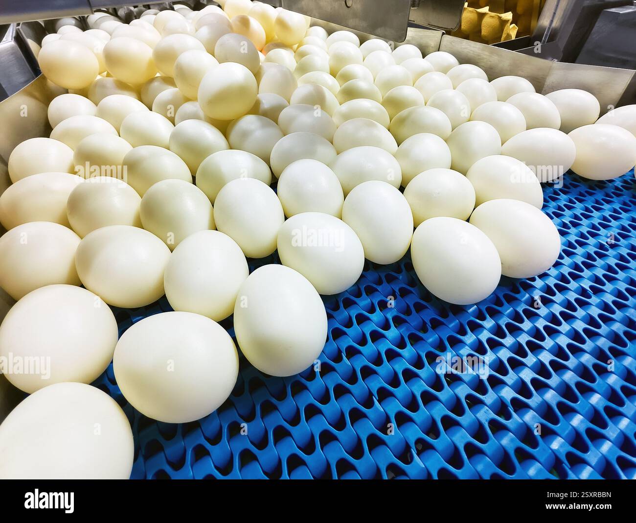 Freshly processed eggs on a conveyor belt in a bustling food production ...