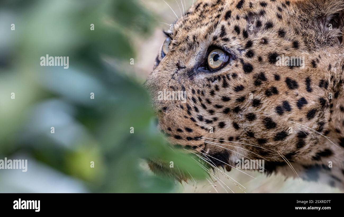 South Africa, Sabi Sand, Leopard (Panthera pardus Stock Photo - Alamy