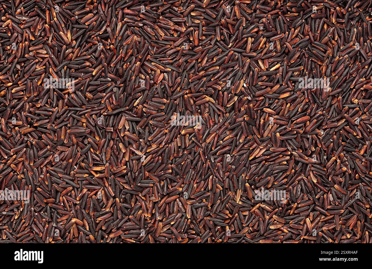 Macro photography of raw black rice, cereal; plant protein, dietary ...