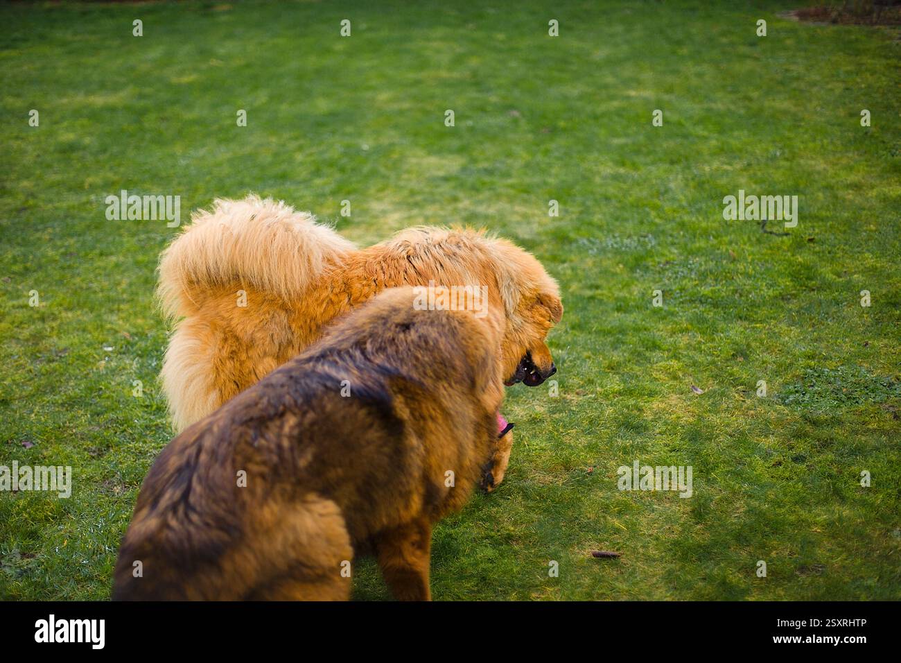 Tibetan Mastiff friends, golden and red, joyfully running across the ...