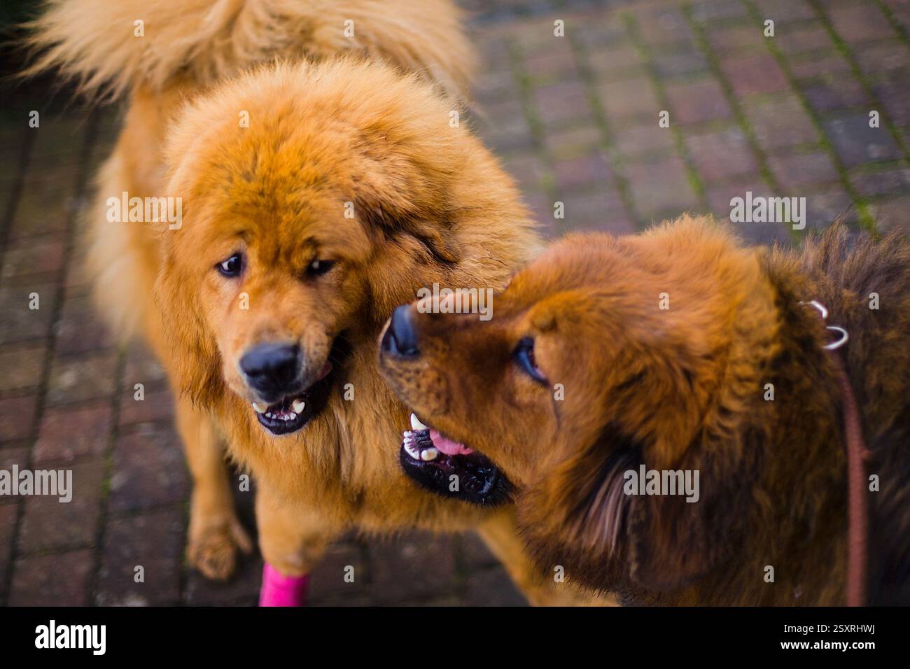 Tibetan Mastiff dogs, golden and red, happily playing and running in a ...