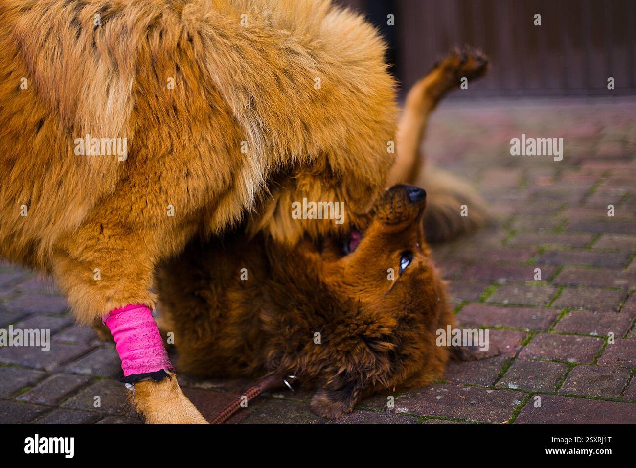 Tibetan Mastiff duo, golden and red, enjoying a fun, energetic moment ...