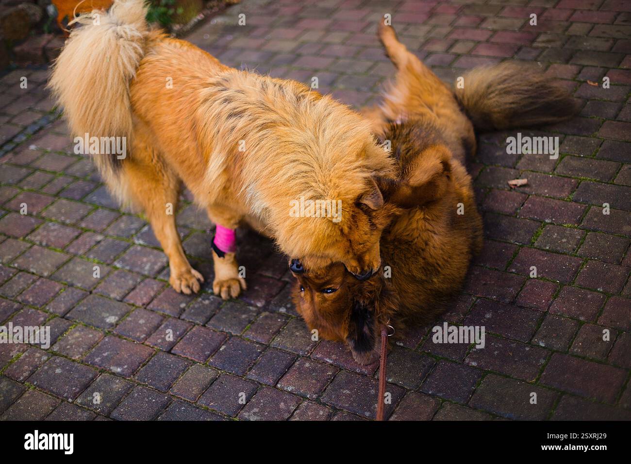 Tibetan Mastiff dogs, inseparable since puppyhood, playing joyfully in ...