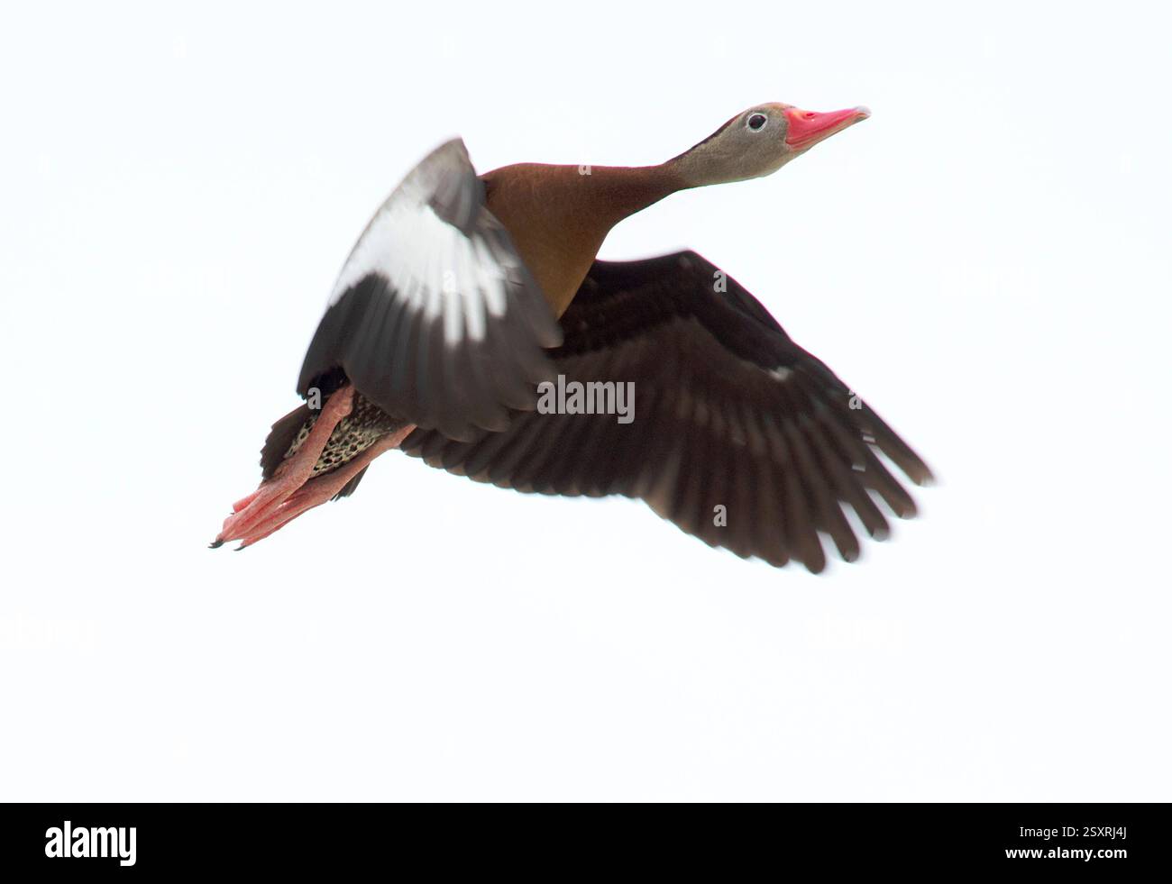 The original Daffy Duck. Previously called a BB Tree Duck for its ...