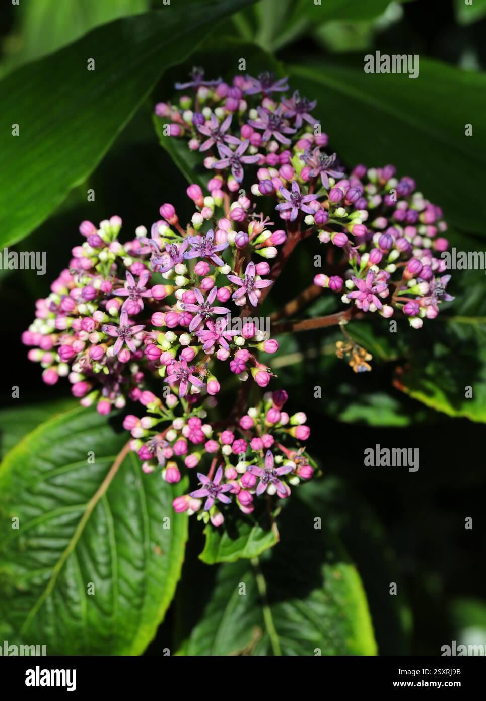 Evergreen Hydrangea, Dichroa versicolor, Hydrangeaceae, China, Asia ...