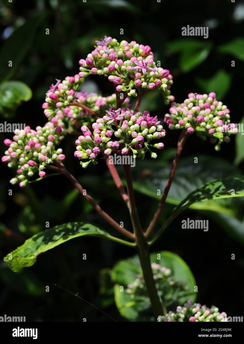 Evergreen Hydrangea, Dichroa versicolor, Hydrangeaceae, China, Asia ...