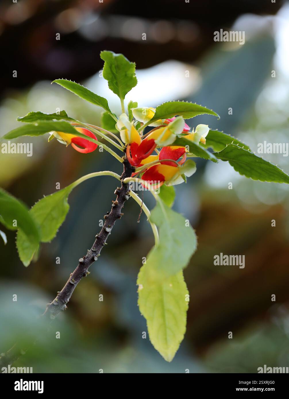 Congo rainforest flowers hi-res stock photography and images - Alamy