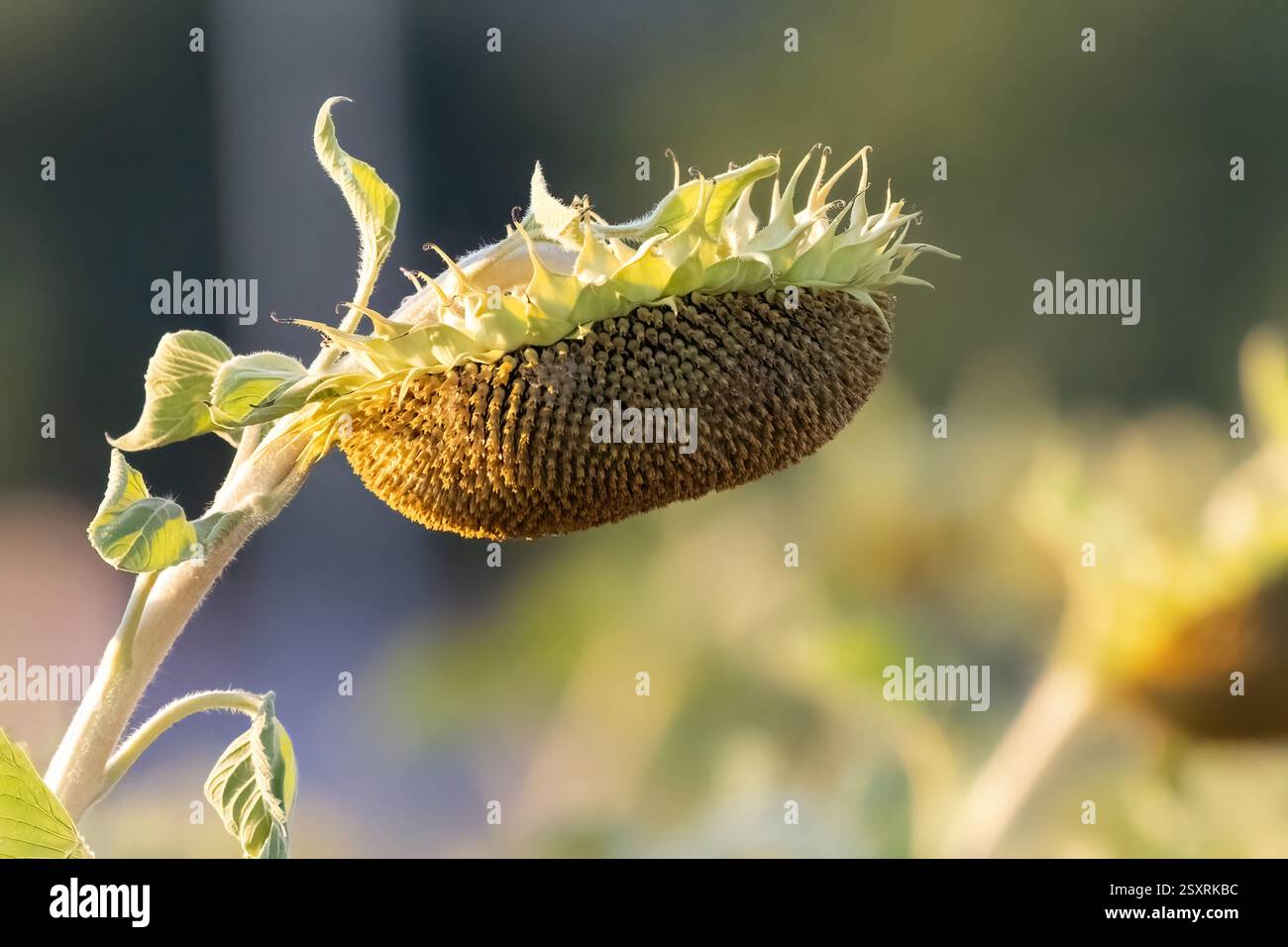 Close up photo of the common sunflower or Helianthus annuus is ...