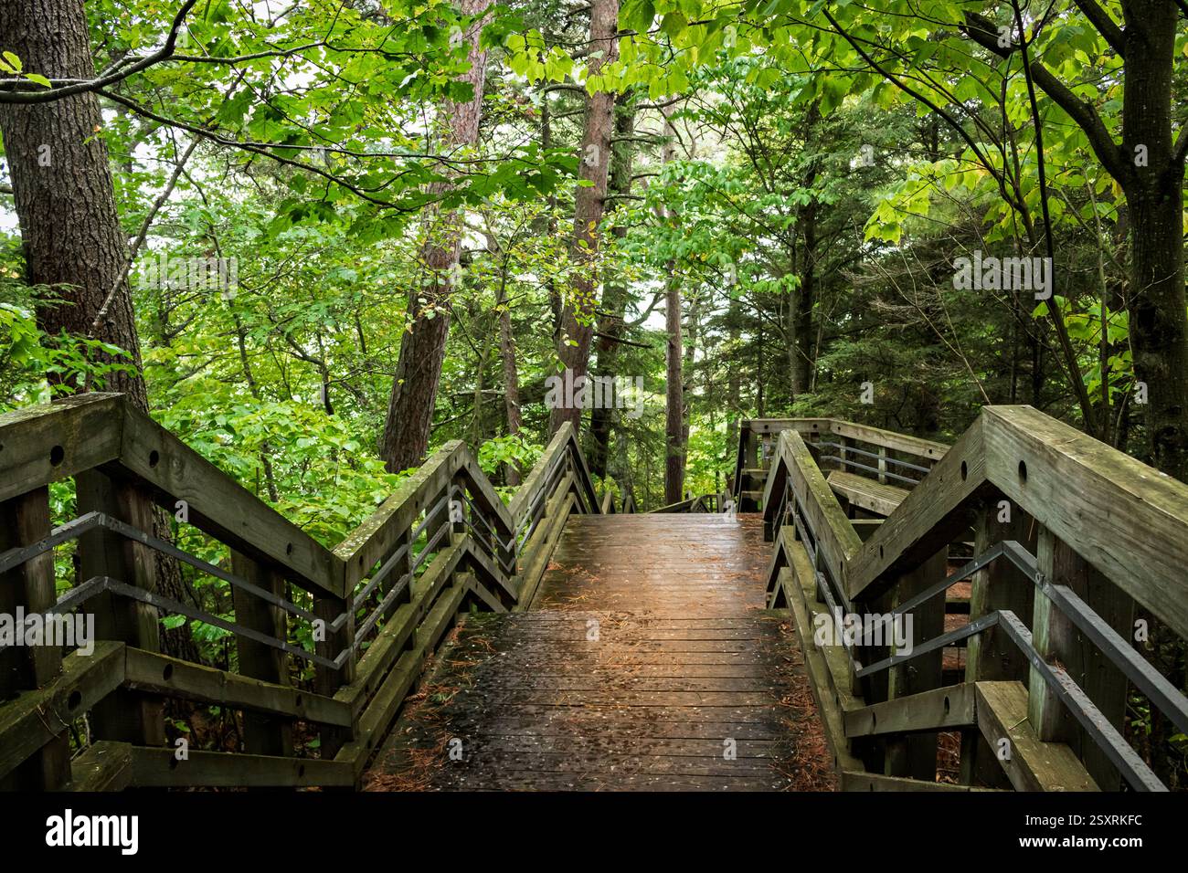 Scenic Wooden Boardwalk Through a Lush Green Forest Stock Photo - Alamy
