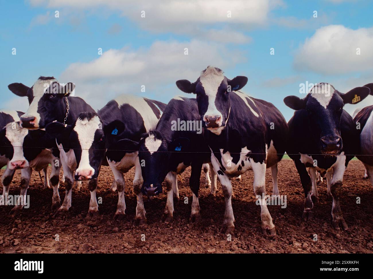 Dairy cows on an Amish farm; Lancaster County; Pennsylvania; USA Stock ...