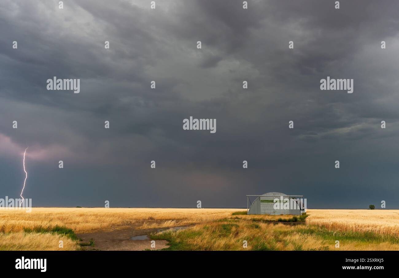 Powerful lightning bolt illuminates a wheat field and metal farm ...