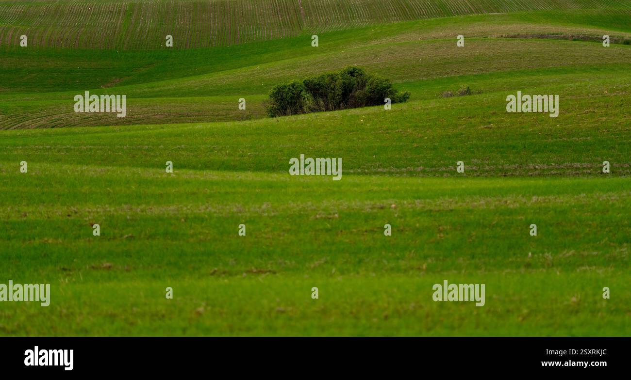 Lush green fields create a tranquil landscape in the palouse region of ...