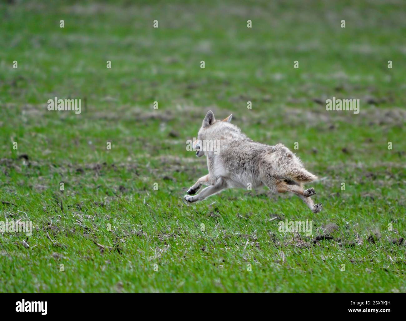 Wild coyote running fast on short green grass Stock Photo - Alamy