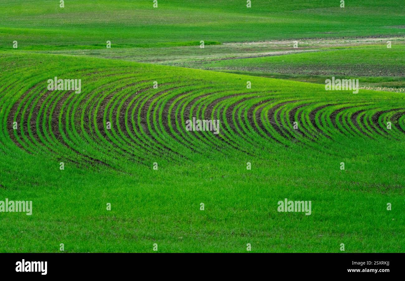 Lush green fields with concentric circles formed by cultivated rows on ...