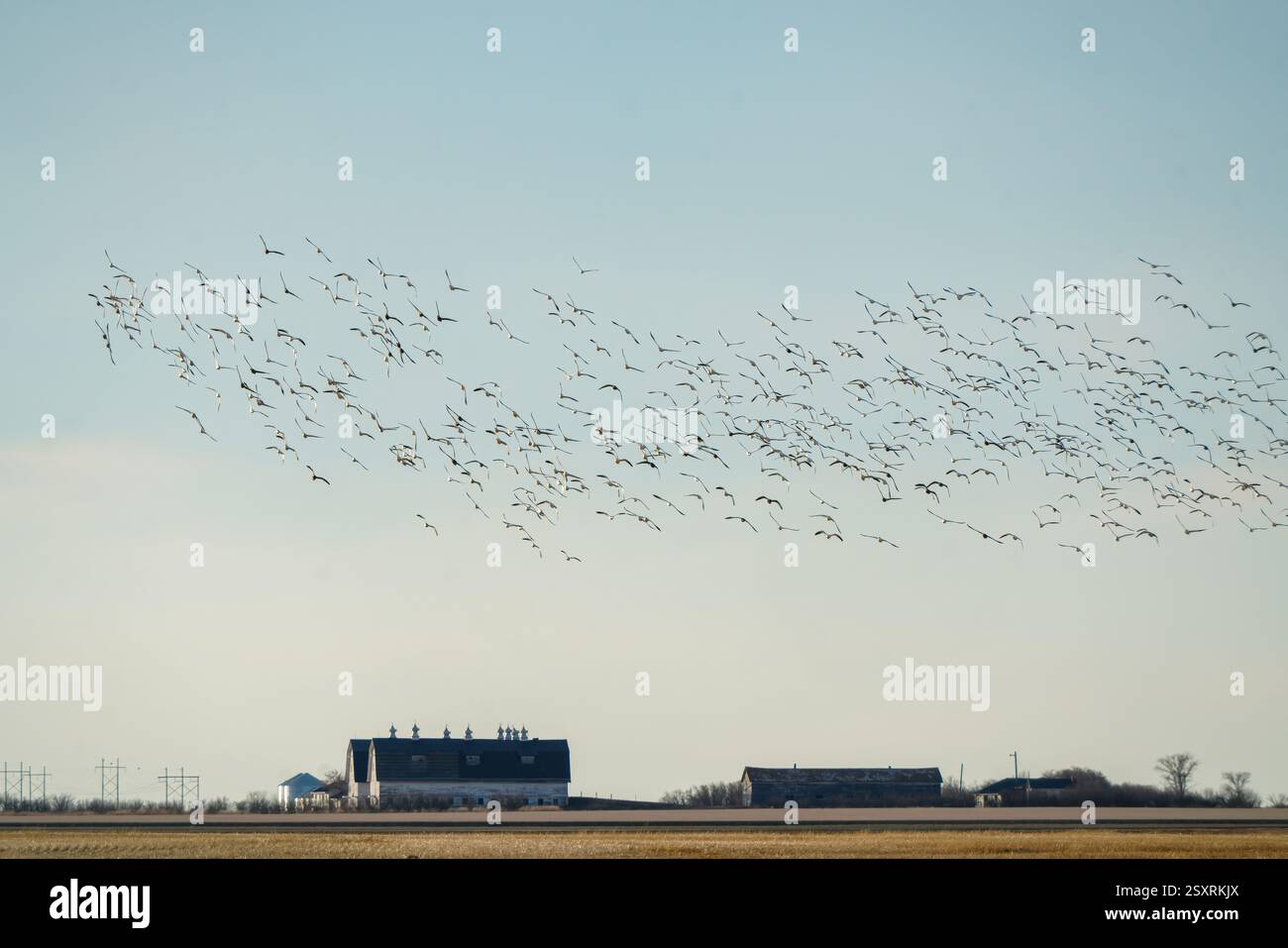 Large flock of snow geese flying over a farm in the prairies Stock ...