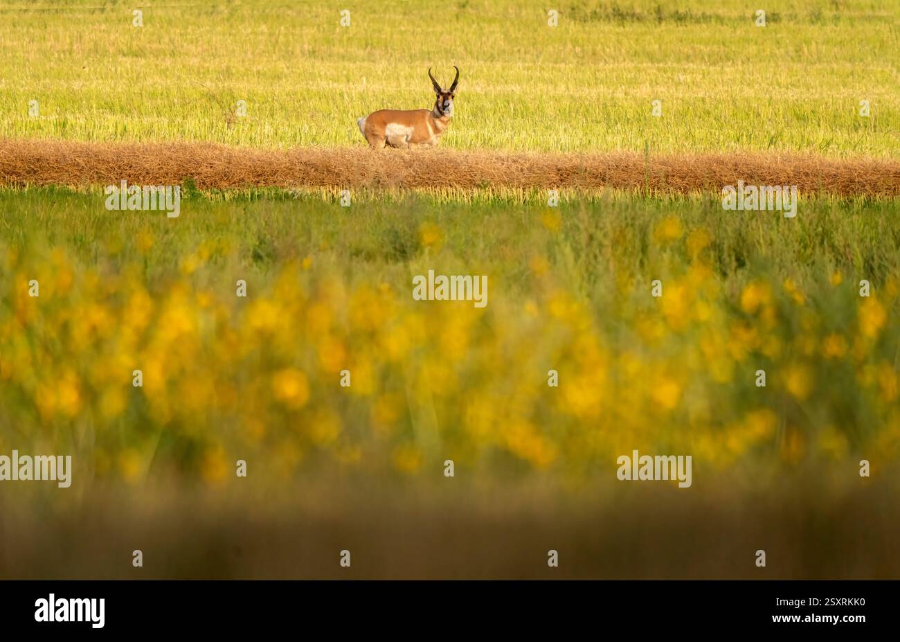 Pronghorn stands alert amidst golden fields, a symbol of wildlife ...
