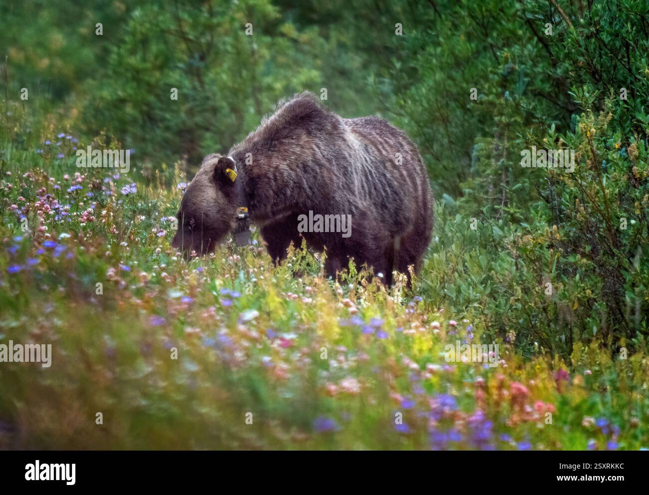 Grizzly bear with a tracking tag grazes peacefully in a meadow filled ...