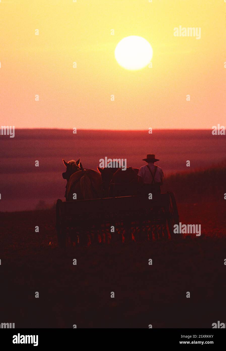 Horse & mule drawn farm wagons are used by the Amish to harvest hay ...