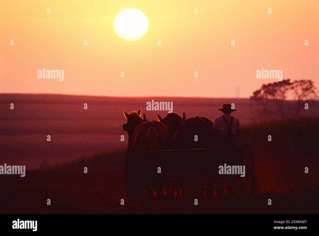 Horse & mule drawn farm wagons are used by the Amish to harvest hay ...