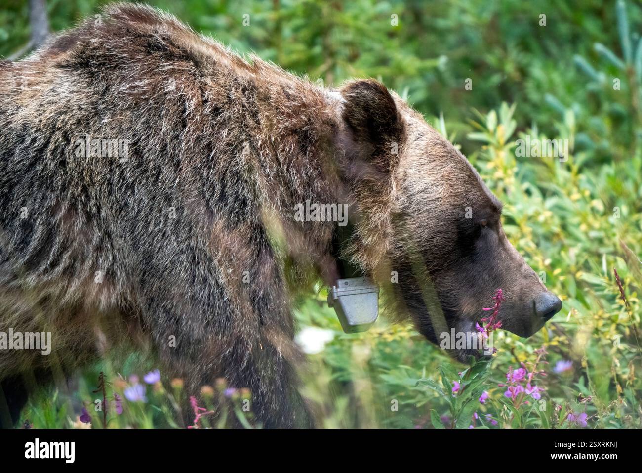 Grizzly bear with a gps tracking collar explores a vibrant green meadow ...
