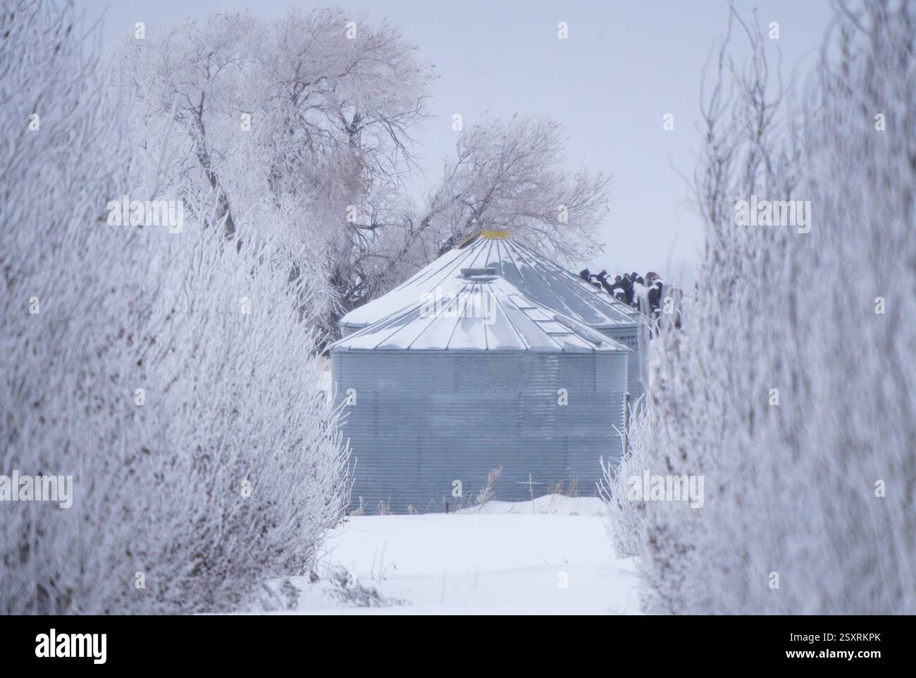 Metal grain silo standing in snowy field with frost covered bushes and ...
