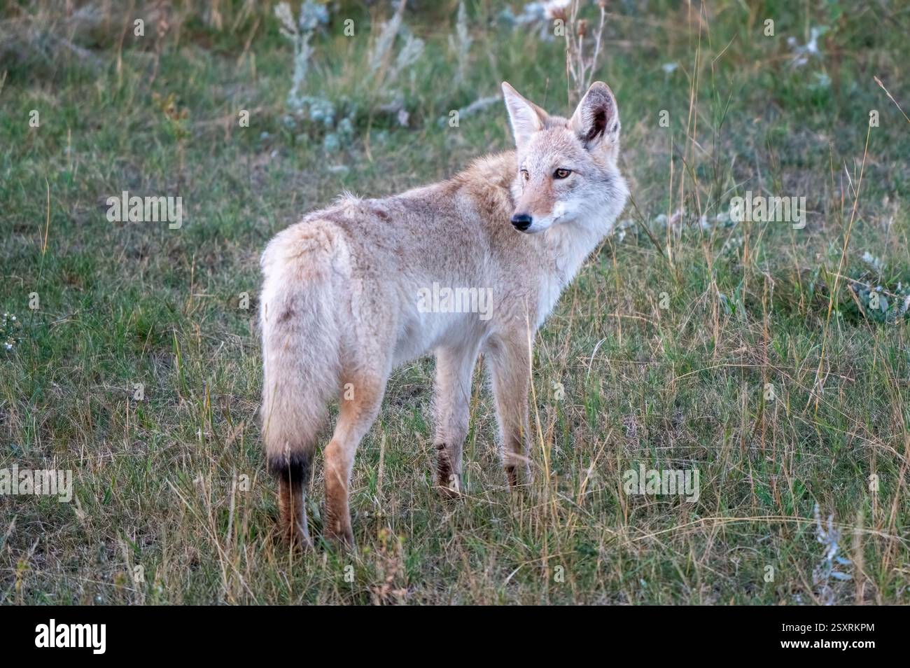 Coyote is standing in short grass prairie and looking back over its ...