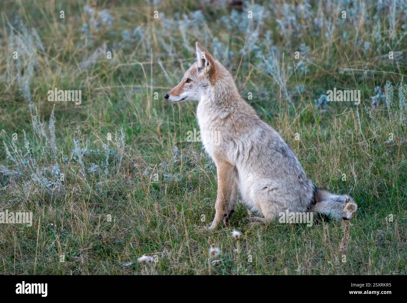 Coyote sits attentively in a grassy field, its ears perked and eyes ...