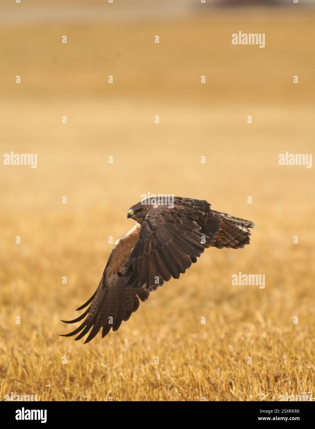 Flying over golden brown wheat hi-res stock photography and images - Alamy
