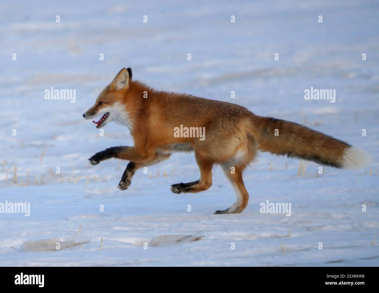 Wild red fox running fast in a snowy field during winter Stock Photo ...