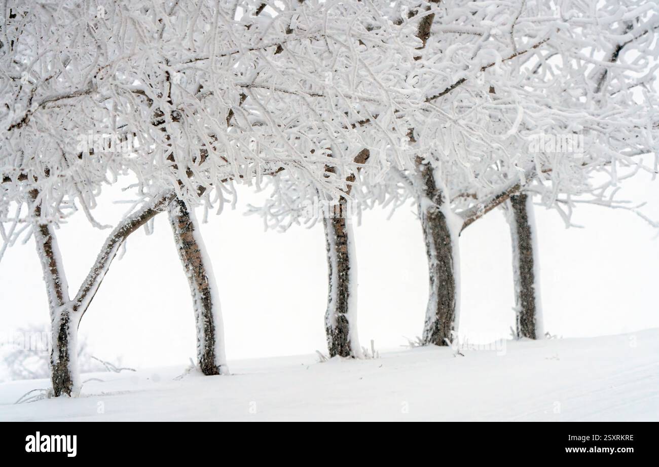 Winter trees covered with snow and ice create a beautiful winter scene ...