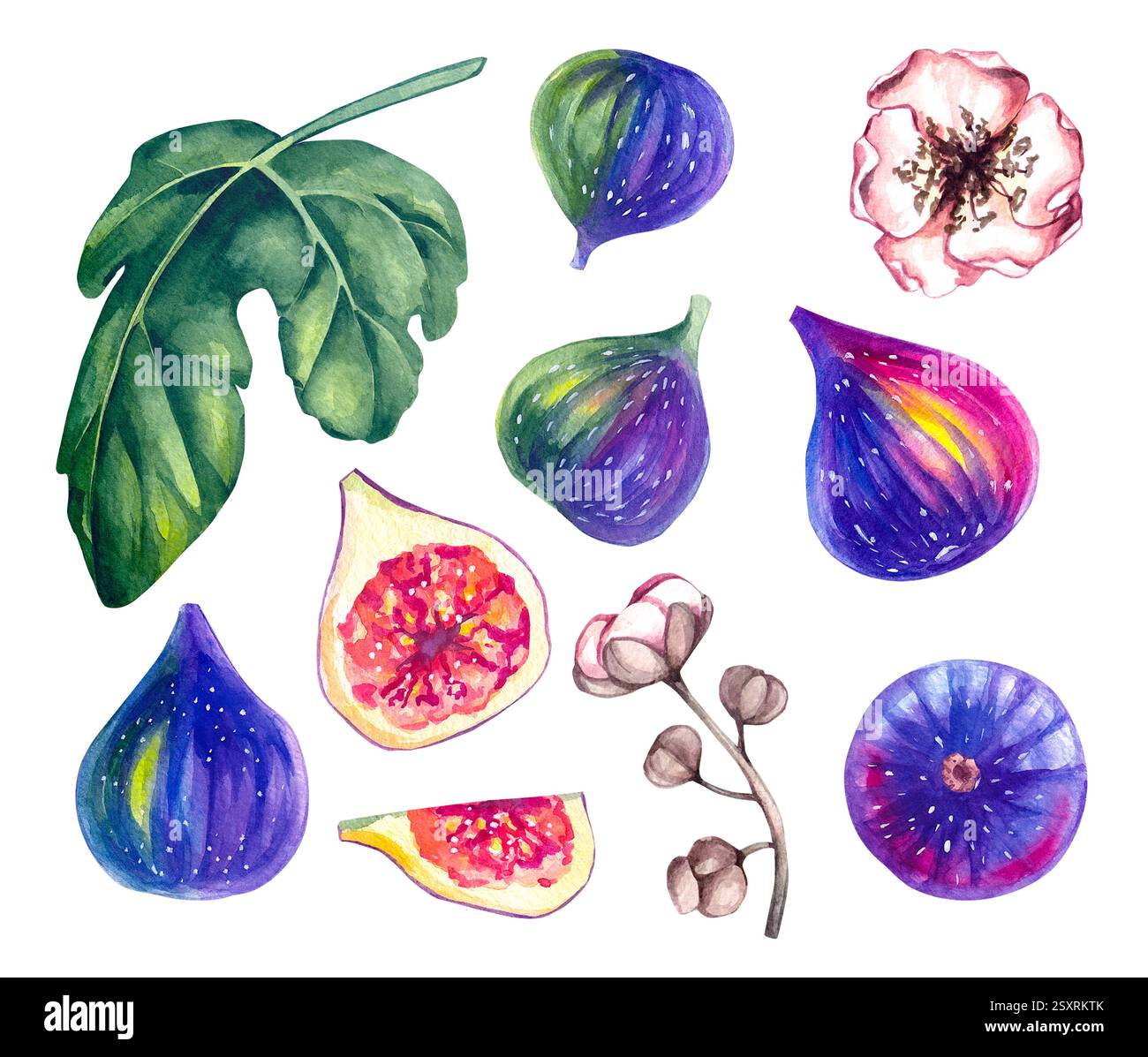Watercolor hand drawn fig isolated on white. Fruits of fig tree group ...