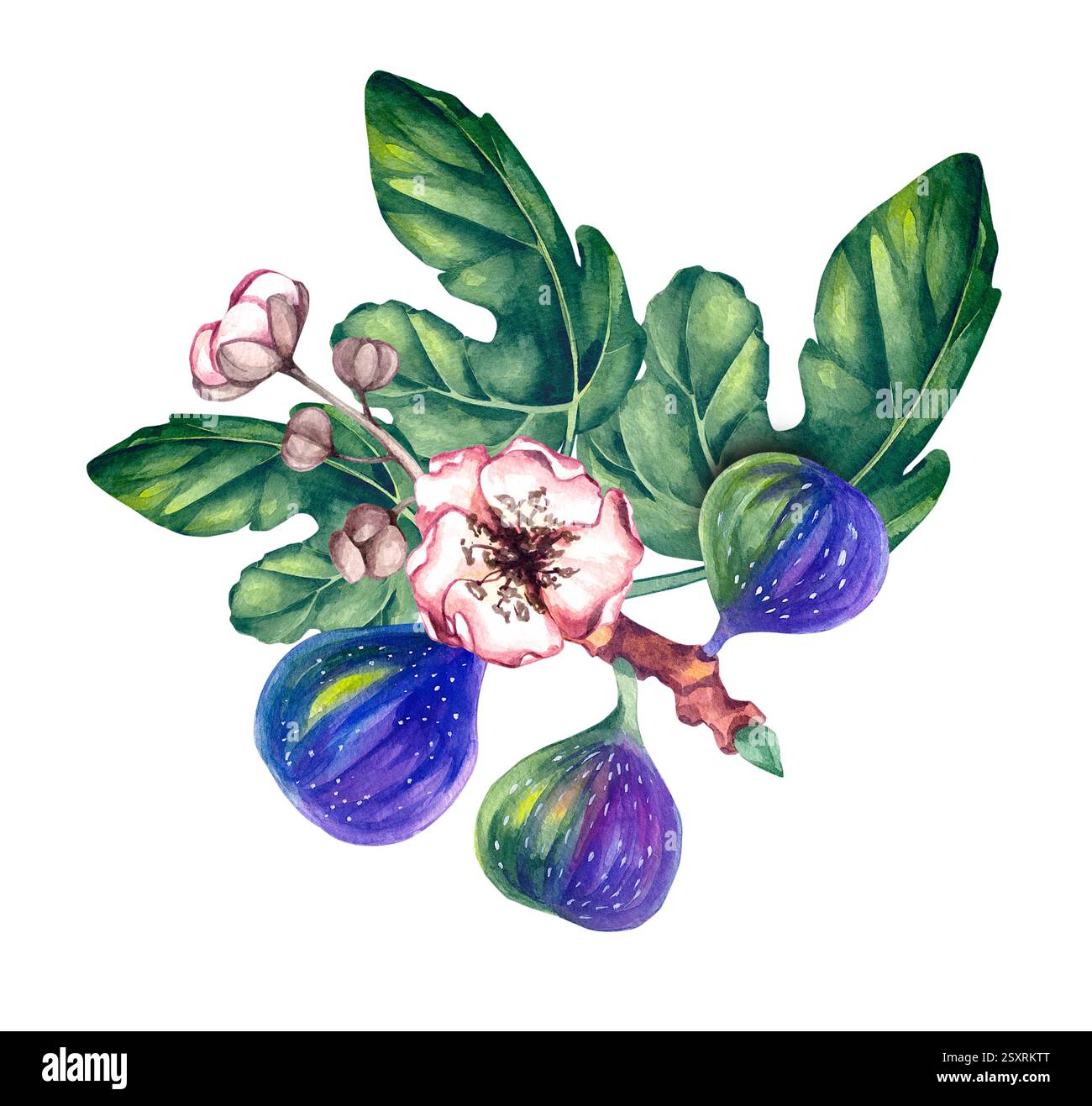 Watercolor hand drawn fig isolated on white. Fruits of fig tree group ...