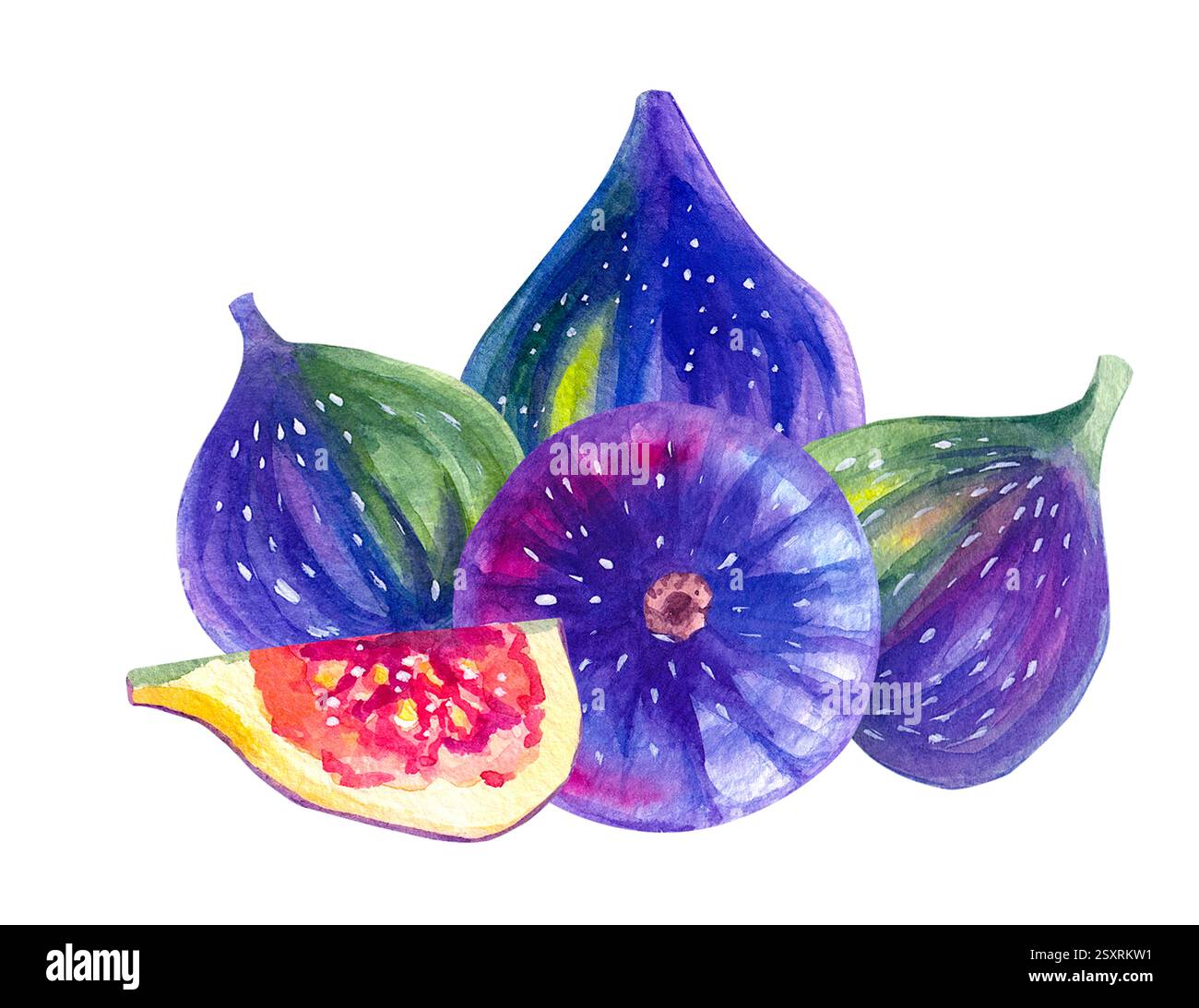 Watercolor hand drawn fig isolated on white. Fruits of fig tree group ...