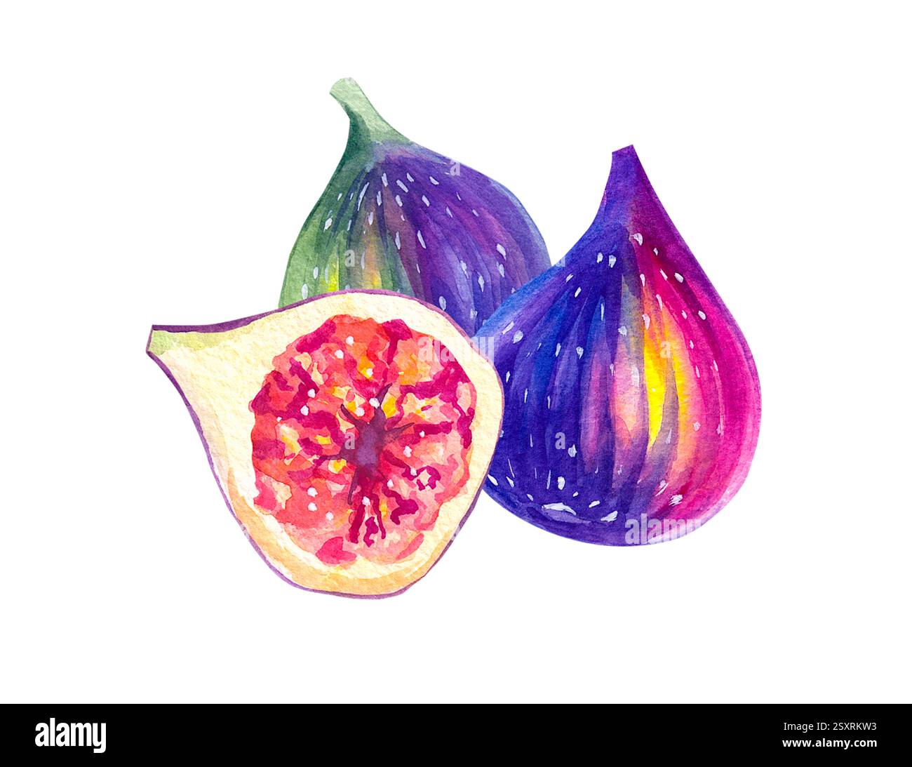 Watercolor hand drawn fig isolated on white. Fruits of fig tree group ...