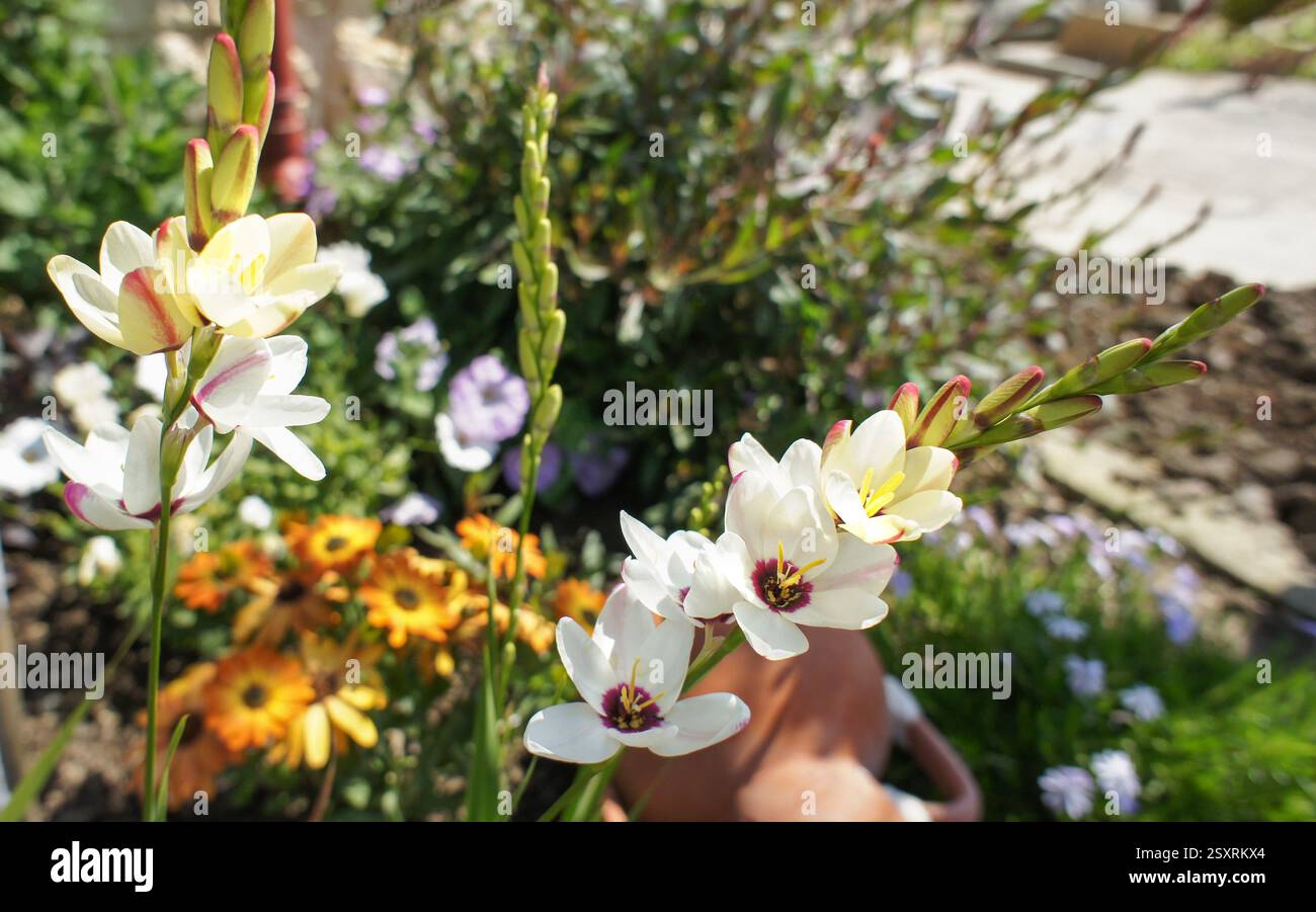 Spring summer flower Ixia maculata or spotted African corn lily in the ...