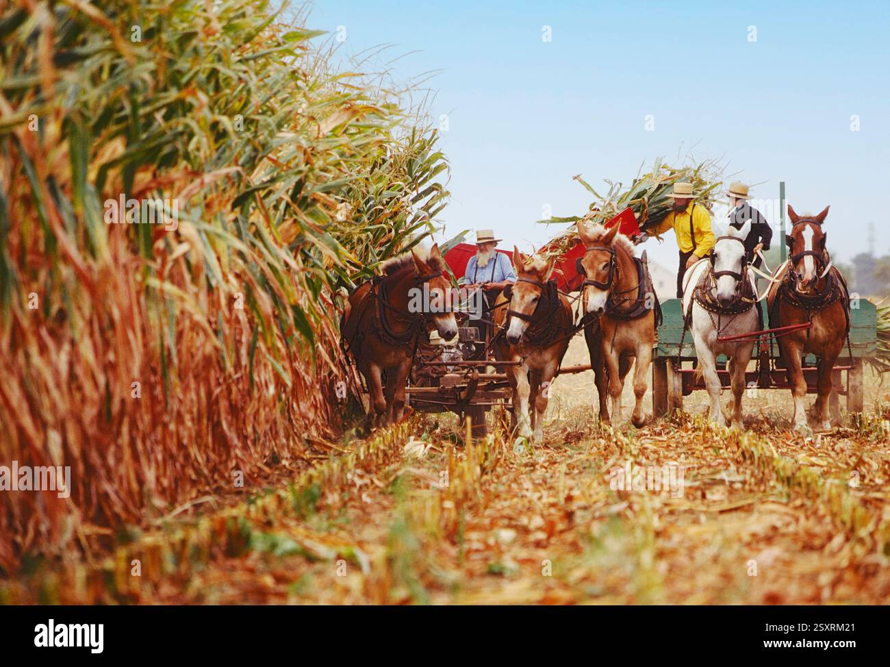Horse & mule drawn farm wagons are used by the Amish to harvest hay ...