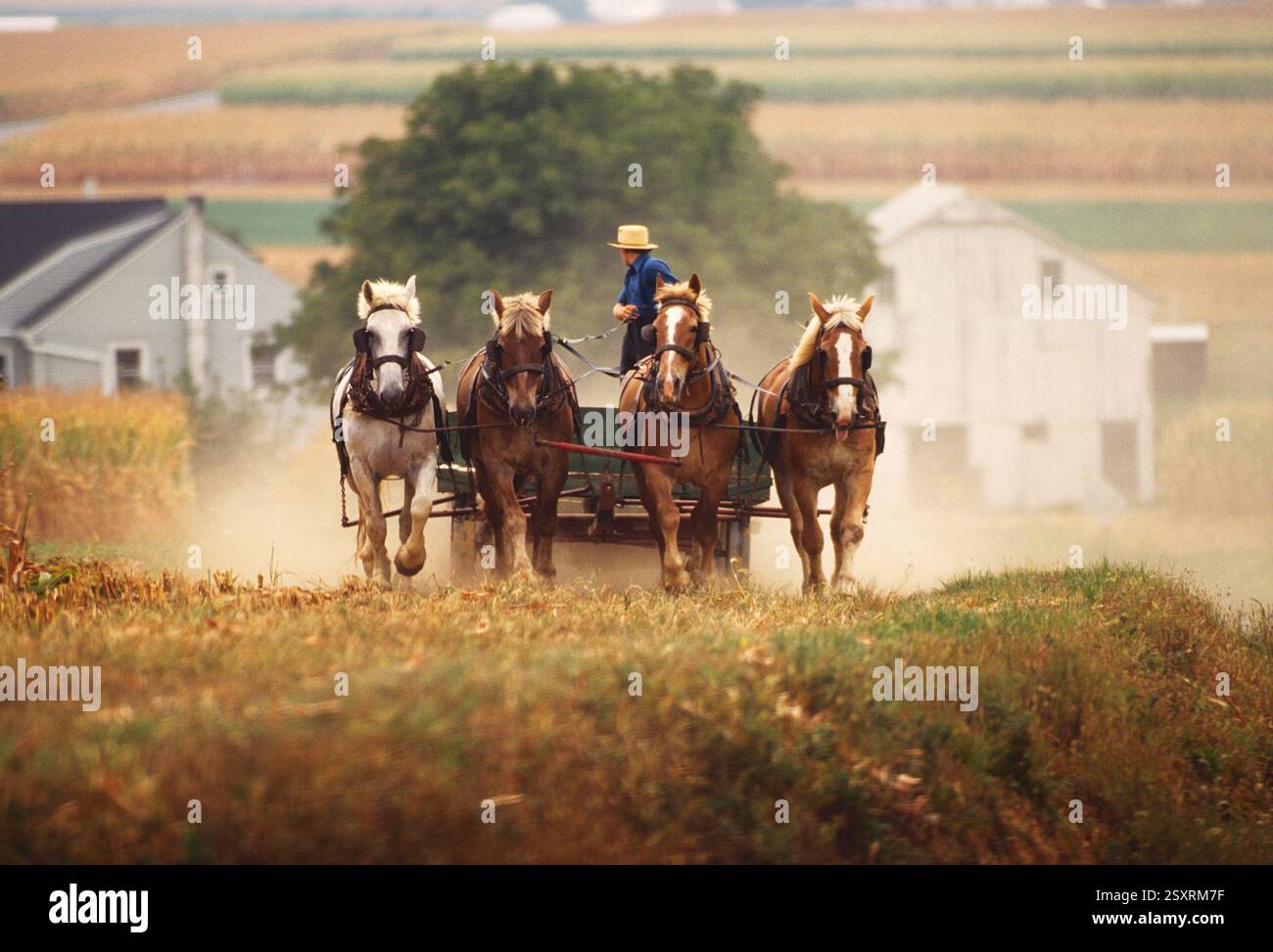Horse & mule drawn farm wagons are used by the Amish to harvest hay ...