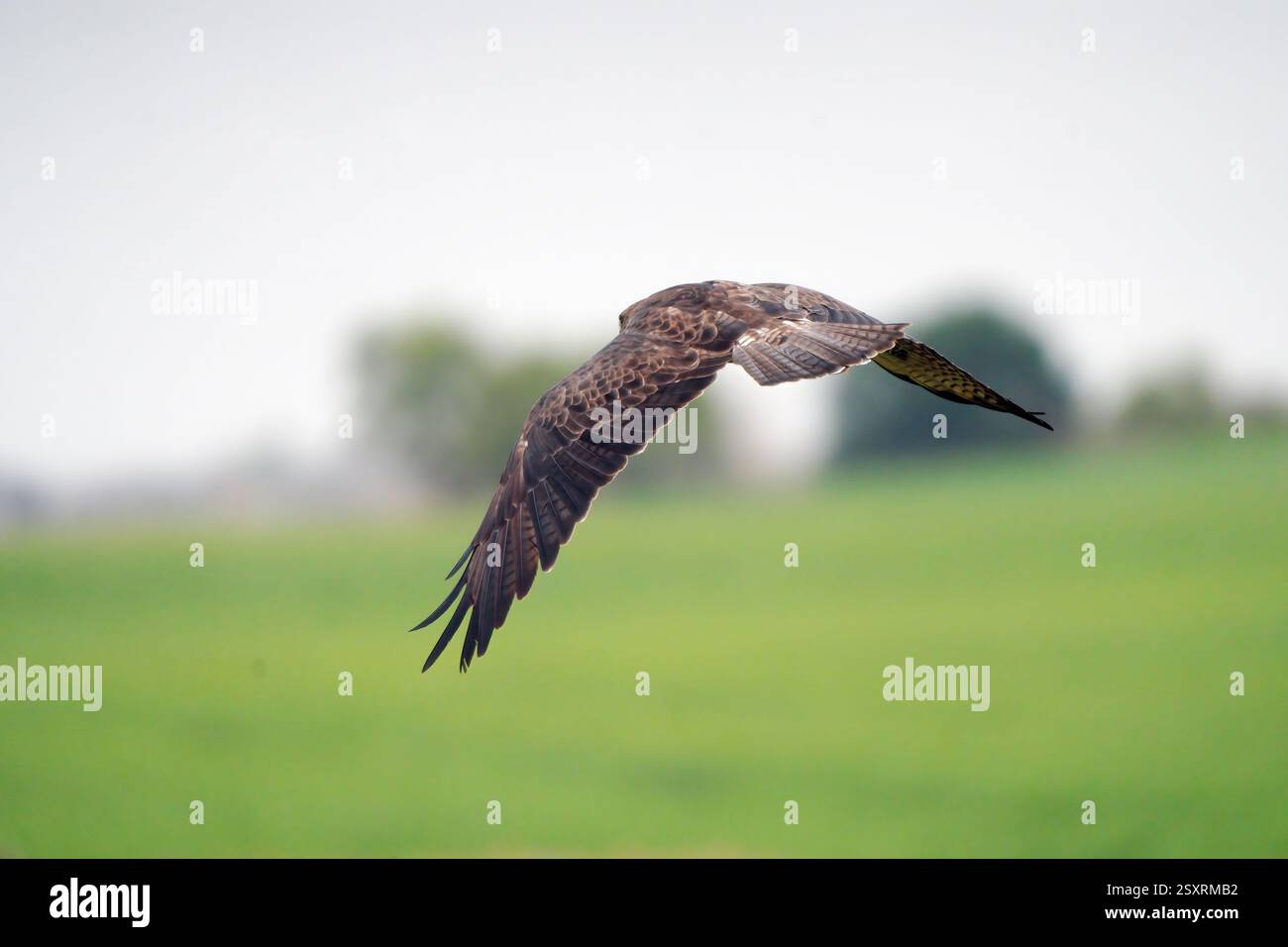 Majestic common buzzard soaring gracefully over a vibrant green field ...