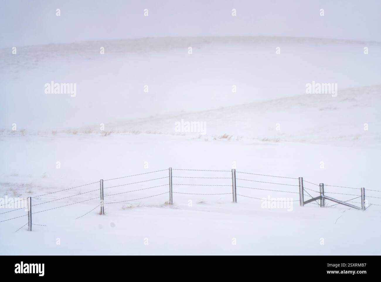 Barbed wire fence is almost buried by snow during a blizzard in a desolate winter landscape ...