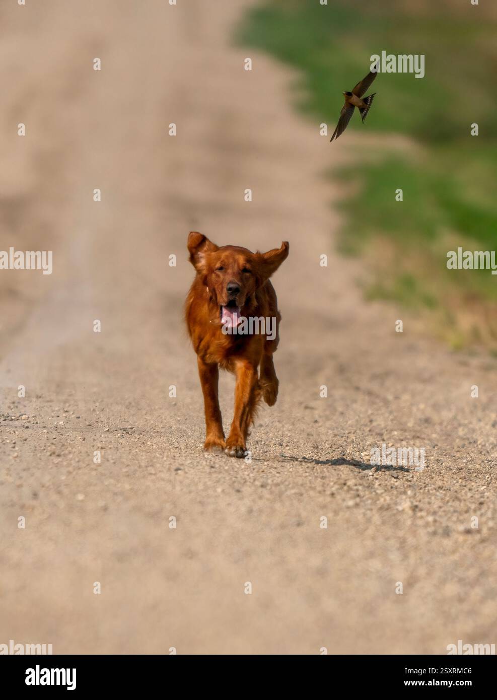 Happy irish setter running down a gravel road with a bird flying ...