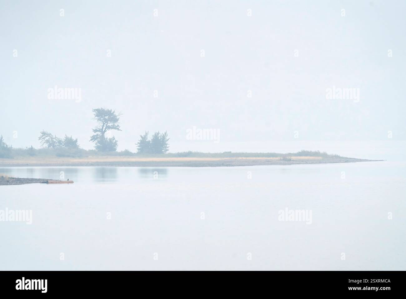 Fog covering the shore and trees by the lake on a misty morning Stock ...