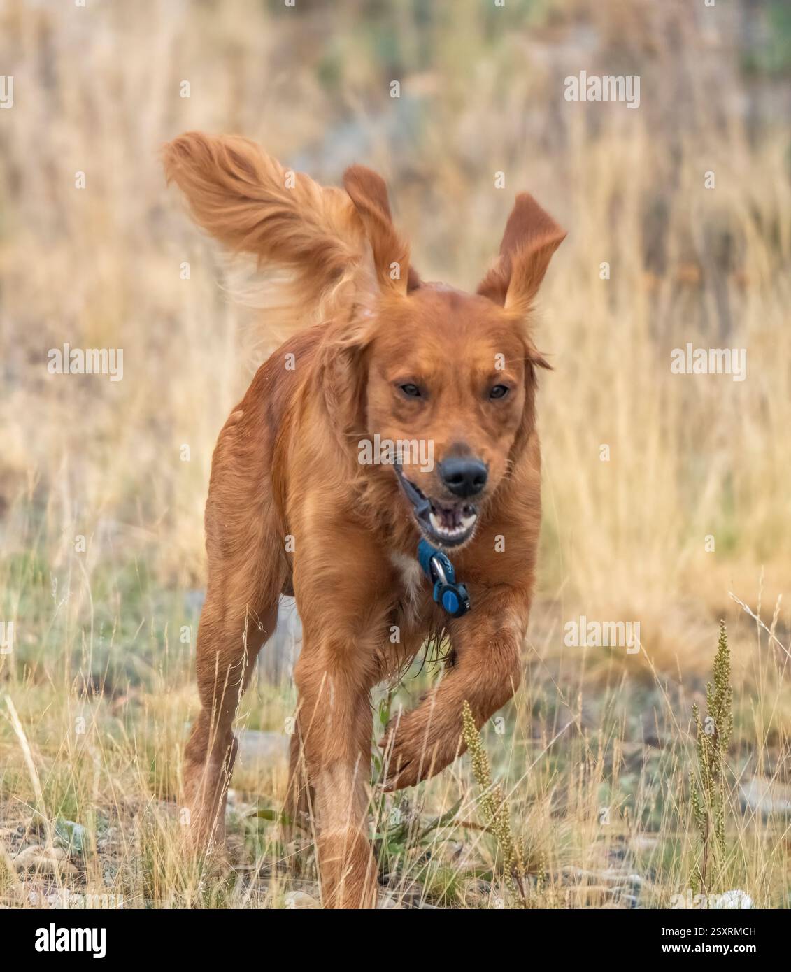 Golden retriever dog running happily in nature with ears flapping in ...